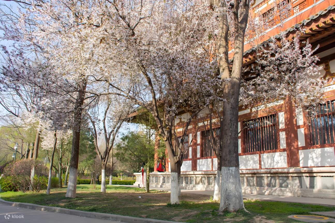 [Spring Limited] One-time meeting*One-lifetime--Cherry Blossom Viewing ...